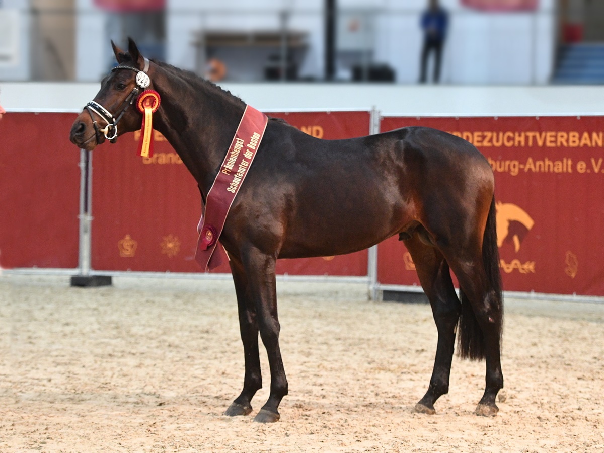 AKANDO v. Askari - Askanier, neu im Hengstlot 2021 ! - Landgestüt Redefin